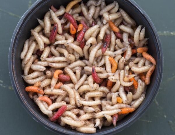 What Happens If You Accidentally Eat a Maggot: A Food Doctor's Guide