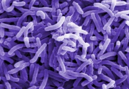 Bacterial Teamwork: How Microbes Cooperate and Share Resources Across ...