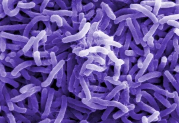 Bacterial Teamwork: How Microbes Cooperate and Share Resources Across ...