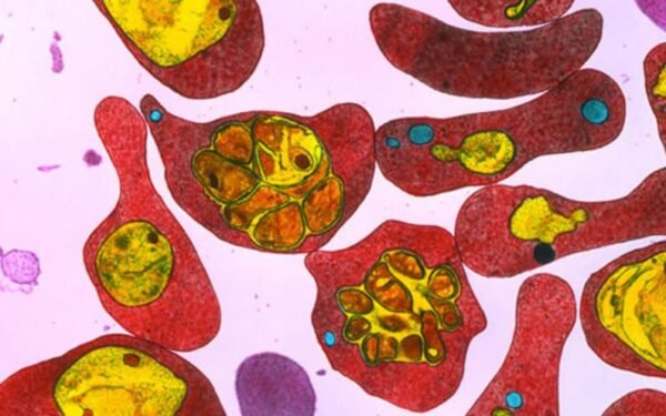 New technique enables rapid detection of genetic changes in malaria ...