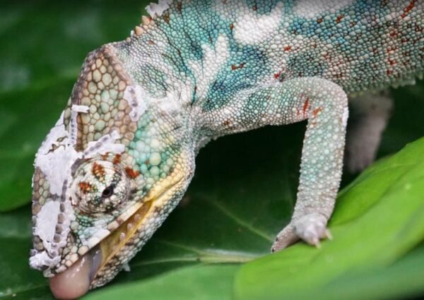 Chameleon Trojan: A New Threat to Android Users’ Bank Accounts