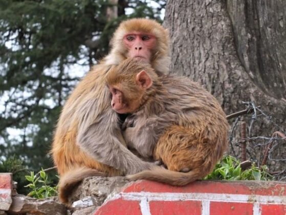 How Ancient Monkeys Adapted to a Changing Climate in Egypt